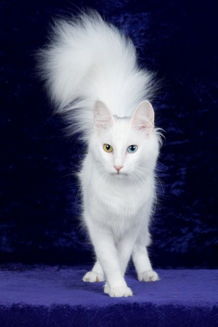 Turkish Angora - Сat Breed Information, Photo, Care, History - Fello.pet