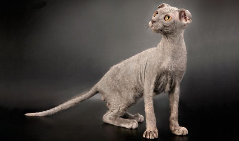 Ukrainian Levkoy - Сat Breed Information, Photo, Care, History - Fello.pet