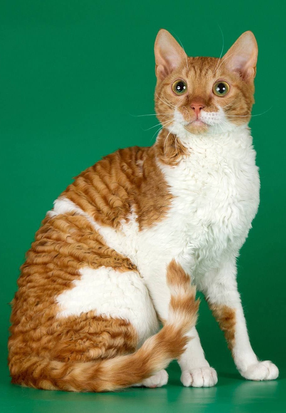 Ural Rex Longhair - Сat Breed Information, Photo, Care, History - Fello.pet