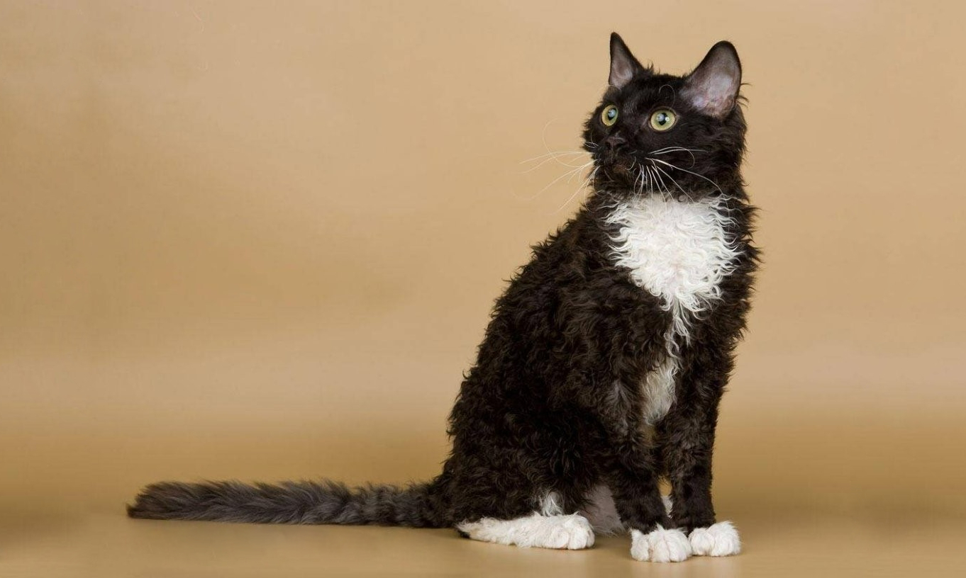 Ural Rex Longhair - Сat Breed Information, Photo, Care, History - Fello.pet