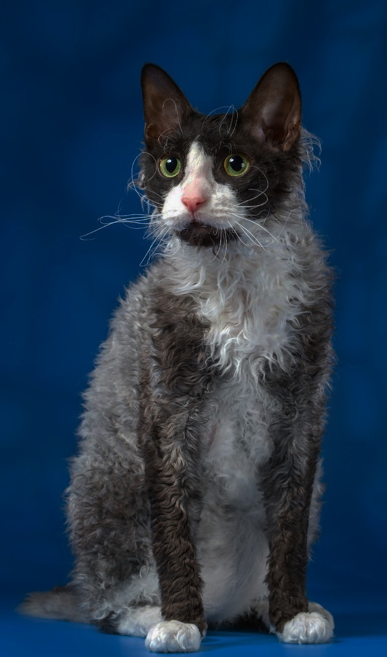 Ural Rex Shorthair - Сat Breed Information, Photo, Care, History ...