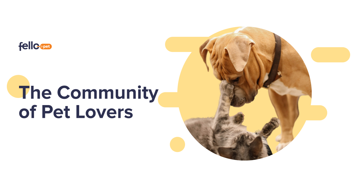 Home Page | Fello.pet | Pet Breeds - Fello.pet