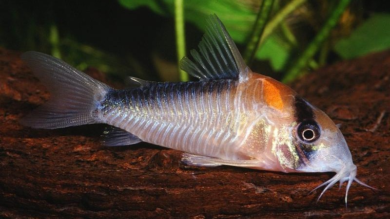 Adolfo’s Catfish (Corydoras Adolfoi)