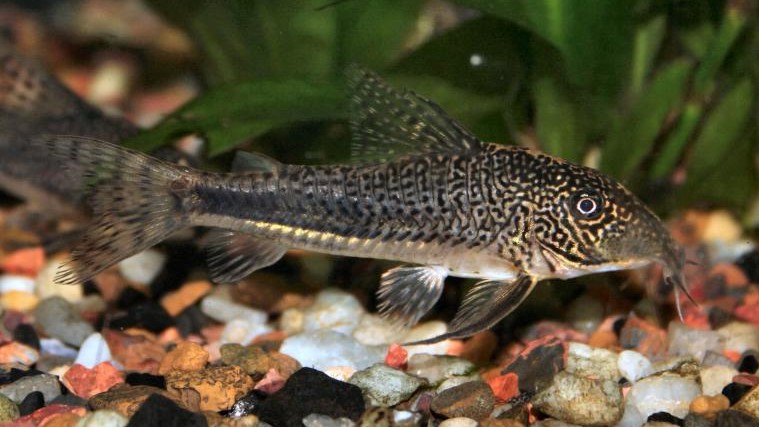 Banded Corydoras: Habitat, Care, Aquarium Maintenance