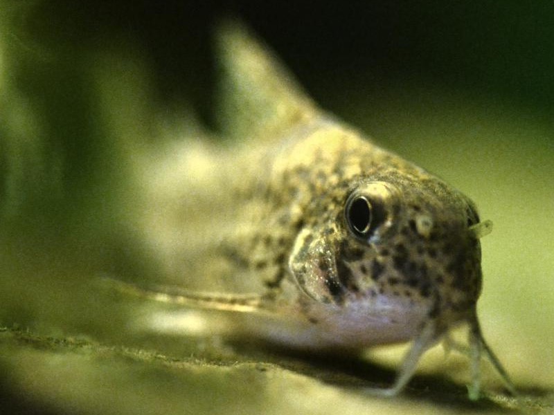 Barred-Tail Corydoras: Habitat, Care, Aquarium Maintenance