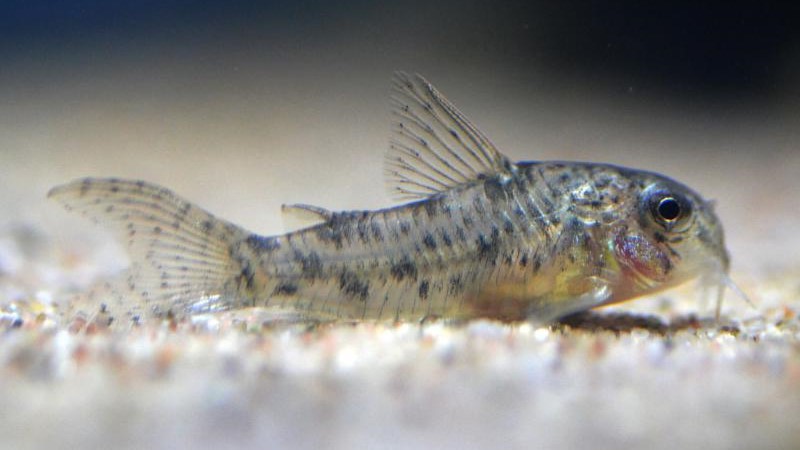 Barred-Tail Corydoras: Habitat, Care, Aquarium Maintenance