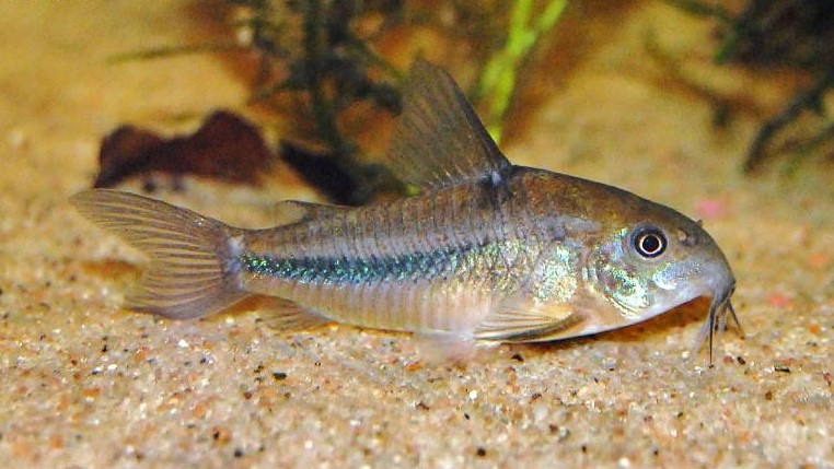 Blue Corydoras: Habitat, Care, Aquarium Maintenance