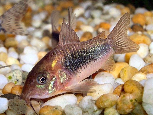Bronze Corydoras Habitat, Care, Aquarium Maintenance