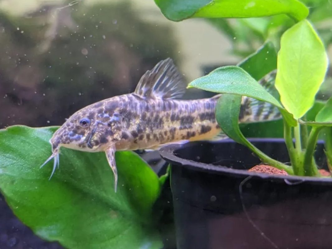 Brown-Point Shield Skin: Habitat, Care, Aquarium Maintenance