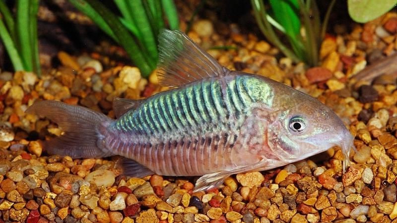 Corydoras Latus: Habitat, Care, Aquarium Maintenance