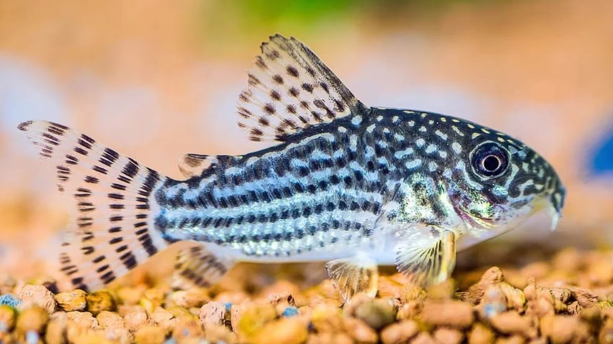 Corydoras Nain: Habitat, Care, Aquarium Maintenance