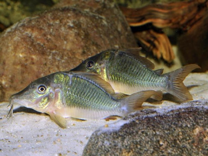 Hognosed Brochis: Habitat, Care, Aquarium Maintenance