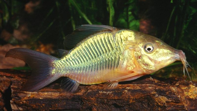 Hognosed Brochis: Habitat, Care, Aquarium Maintenance