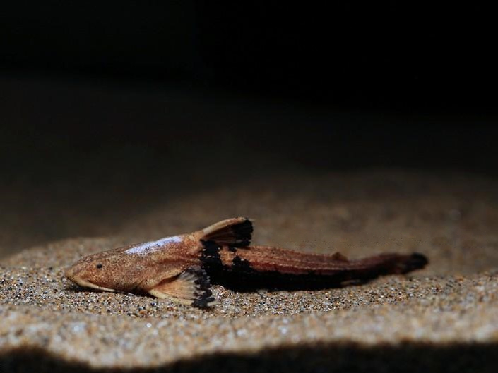 Asian Banjo Catfish: Habitat, Care, Aquarium Maintenance