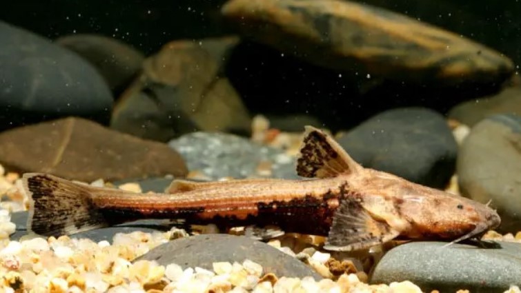 Asian Banjo Catfish: Habitat, Care, Aquarium Maintenance