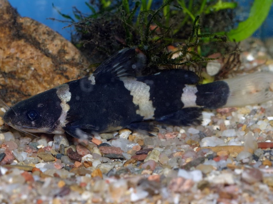 Asian Bumblebee Catfish: Habitat, Care, Aquarium Maintenance