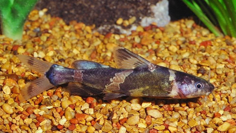 Asian Bumblebee Catfish: Habitat, Care, Aquarium Maintenance