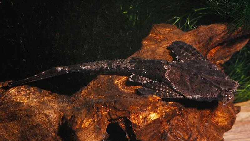 Banjo Catfish: Habitat, Care, Aquarium Maintenance