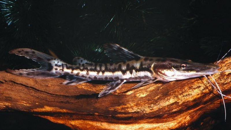 Barred Sorubim: Habitat, Care, Aquarium Maintenance