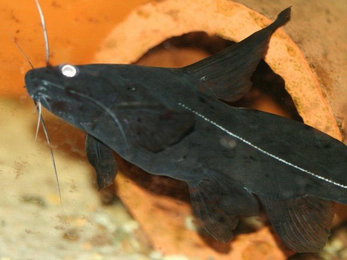 Black Lancer Catfish: Habitat, Care, Aquarium Maintenance