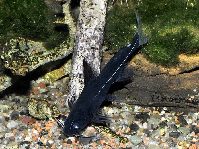 Black Lancer Catfish: Habitat, Care, Aquarium Maintenance