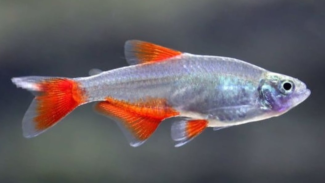 Bloodfin Tetra: Habitat, Care, Aquarium Maintenance