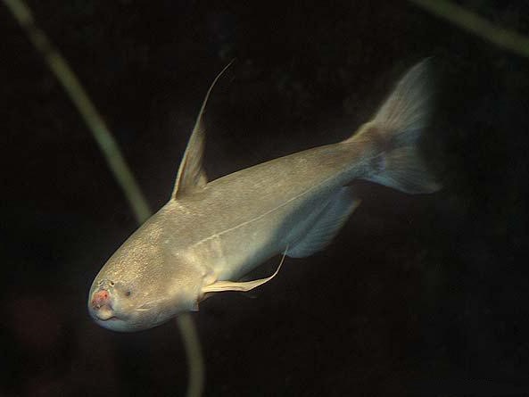 Blue Whale Catfish Habitat, Care, Aquarium Maintenance