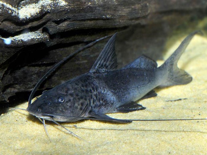 Bolt Catfish: Habitat, Care, Aquarium Maintenance