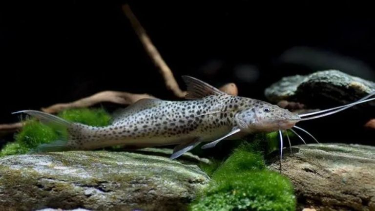 Bolt Catfish: Habitat, Care, Aquarium Maintenance