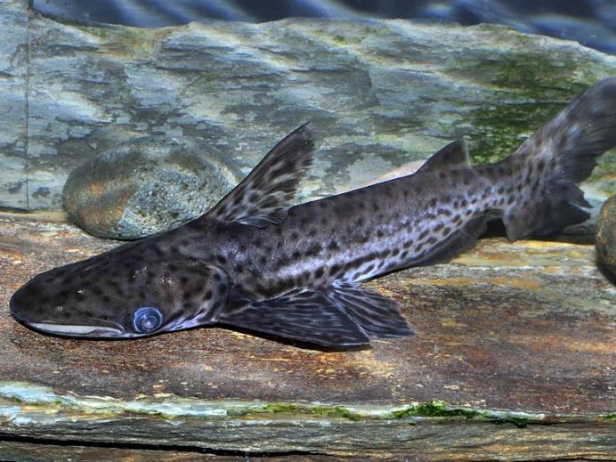 Bottlenose Catfish: Habitat, Care, Aquarium Maintenance