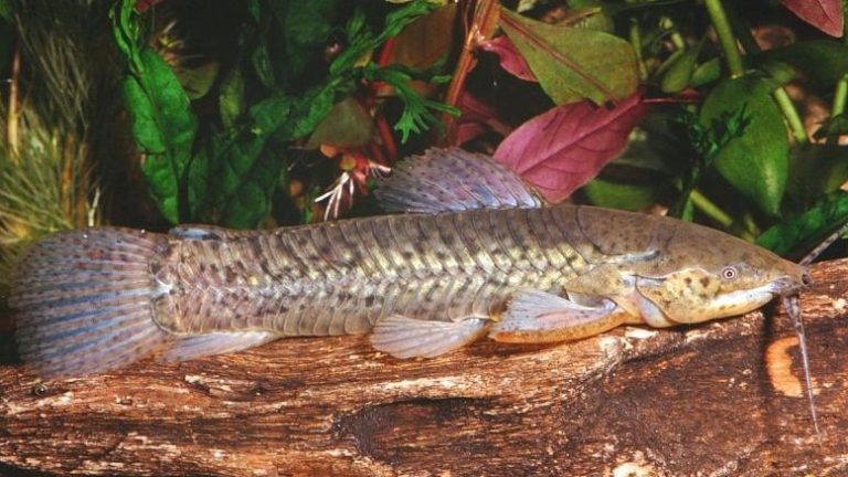 Cascarudo: Habitat, Care, Aquarium Maintenance