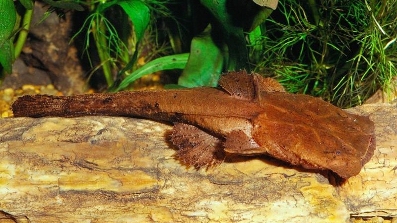 Chocolate Frogmouth Catfish: Habitat, Care, Aquarium Maintenance