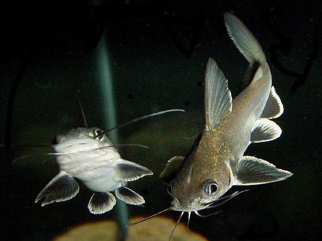 Colombian Shark Catfish: Habitat, Care, Aquarium Maintenance