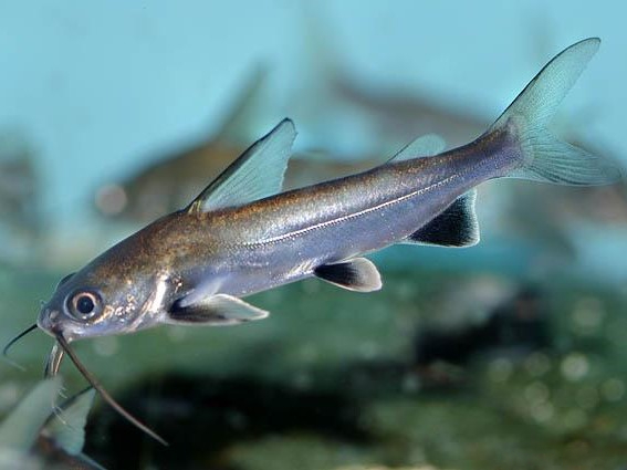 Colombian Shark Catfish: Habitat, Care, Aquarium Maintenance