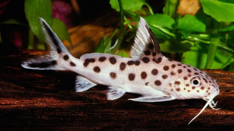 Cuckoo Squeaker: Habitat, Care, Aquarium Maintenance