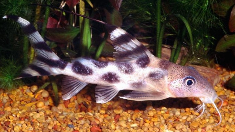 Decorated Squeaker: Habitat, Care, Aquarium Maintenance