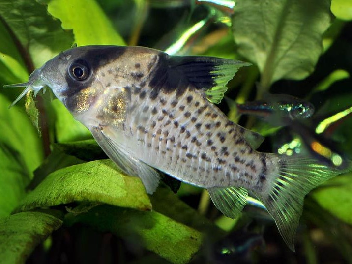 False Spotted Catfish: Habitat, Care, Aquarium Maintenance