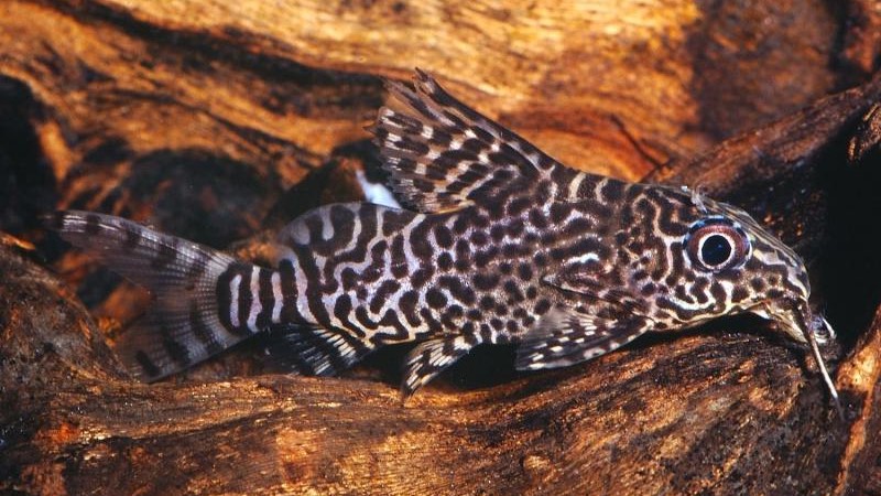 Featherfin Squeaker: Habitat, Care, Aquarium Maintenance