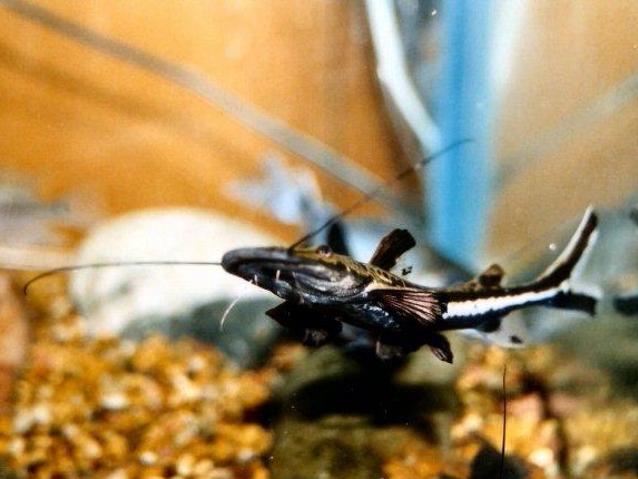 Firewood Catfish: Habitat, Care, Aquarium Maintenance