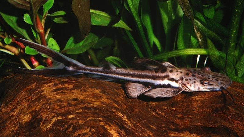 Firewood Catfish: Habitat, Care, Aquarium Maintenance