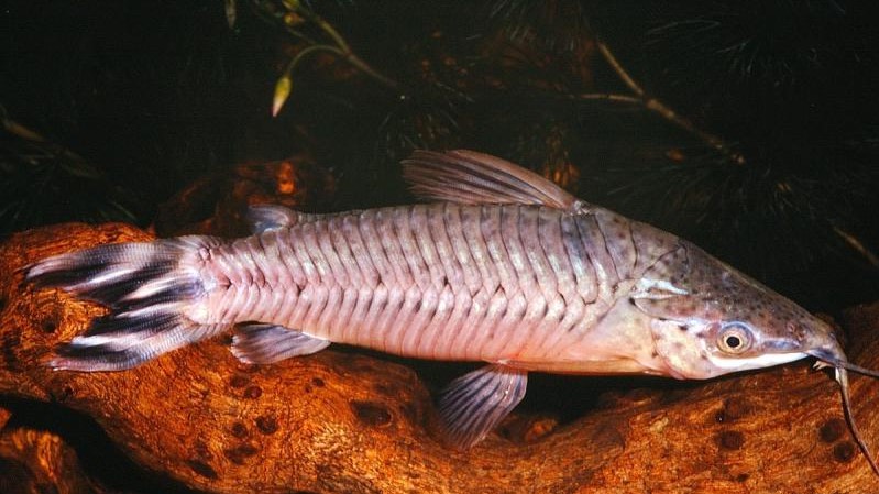 Flagtail Catfish: Habitat, Care, Aquarium Maintenance