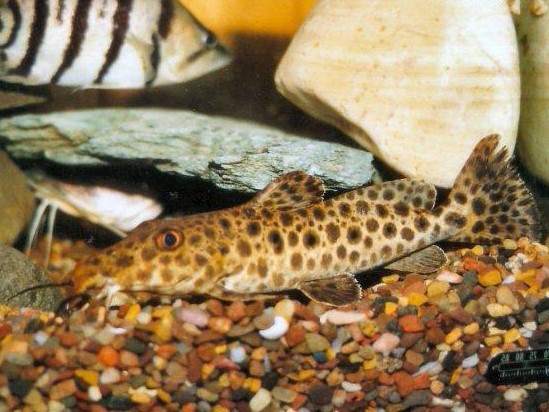 Giraffe Catfish: Habitat, Care, Aquarium Maintenance