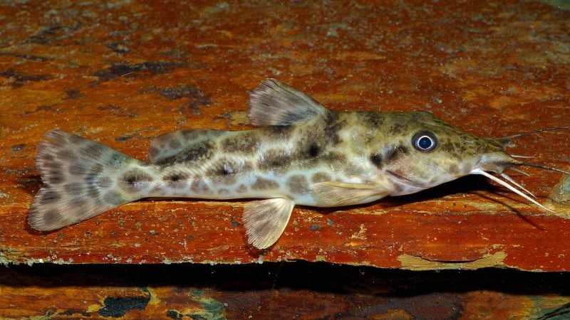 Giraffe Catfish: Habitat, Care, Aquarium Maintenance