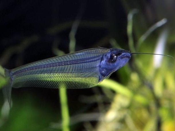 Glass Catfish: Habitat, Care, Aquarium Maintenance