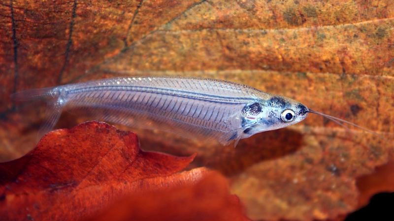 Glass Catfish: Habitat, Care, Aquarium Maintenance