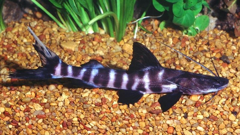 Gold Zebra Catfish: Habitat, Care, Aquarium Maintenance