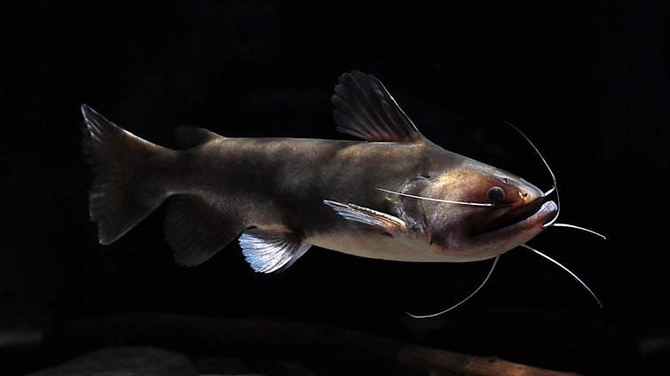Gulper Catfish: Habitat, Care, Aquarium Maintenance