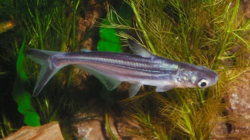 Iridescent Shark: Habitat, Care, Aquarium Maintenance