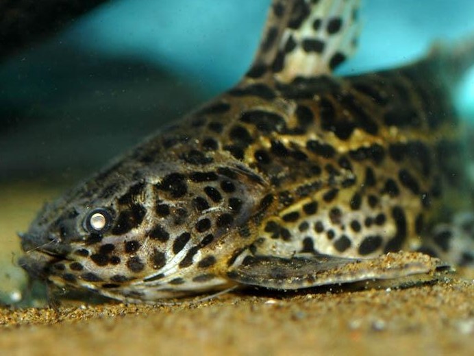 Jaguar Catfish: Habitat, Care, Aquarium Maintenance