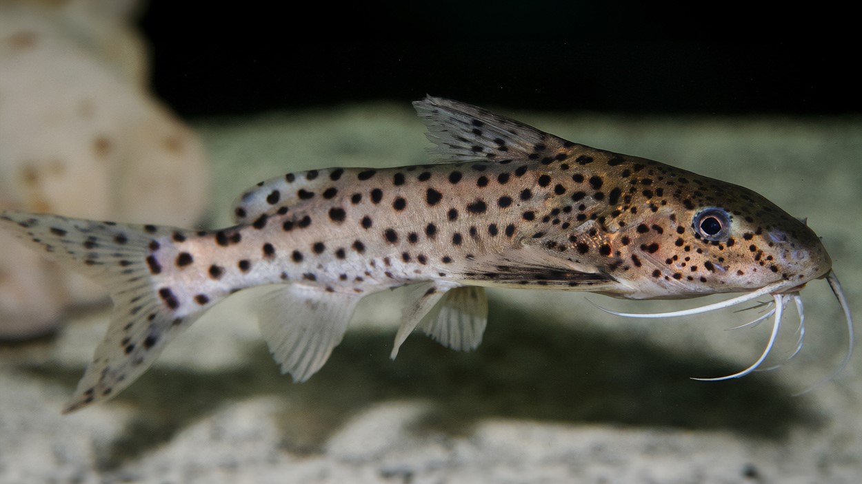 Lake Malawi Syno: Habitat, Care, Aquarium Maintenance